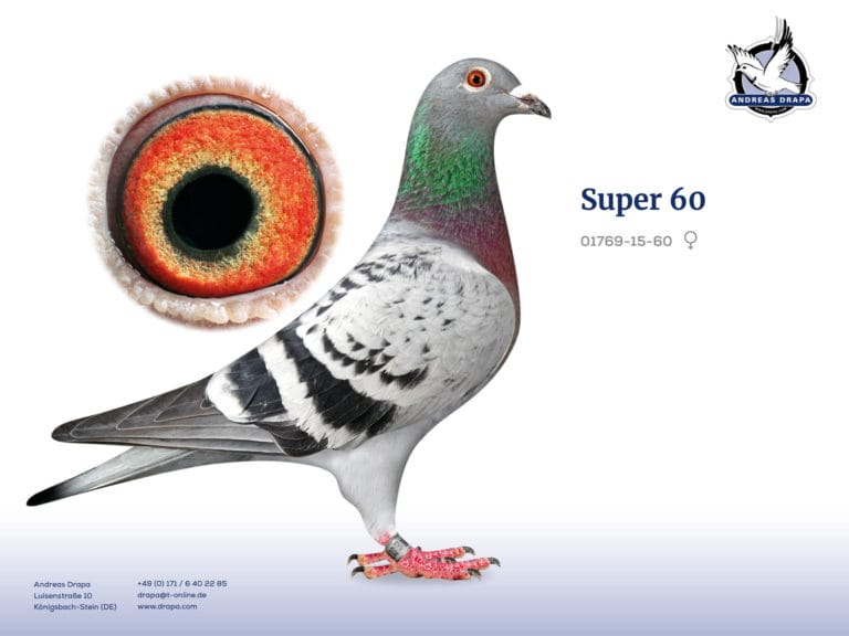 Hall of Fame – Drapa